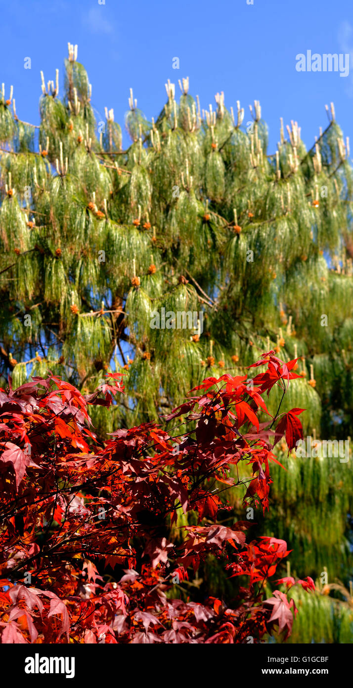 Red pine trees hi-res stock photography and images - Alamy