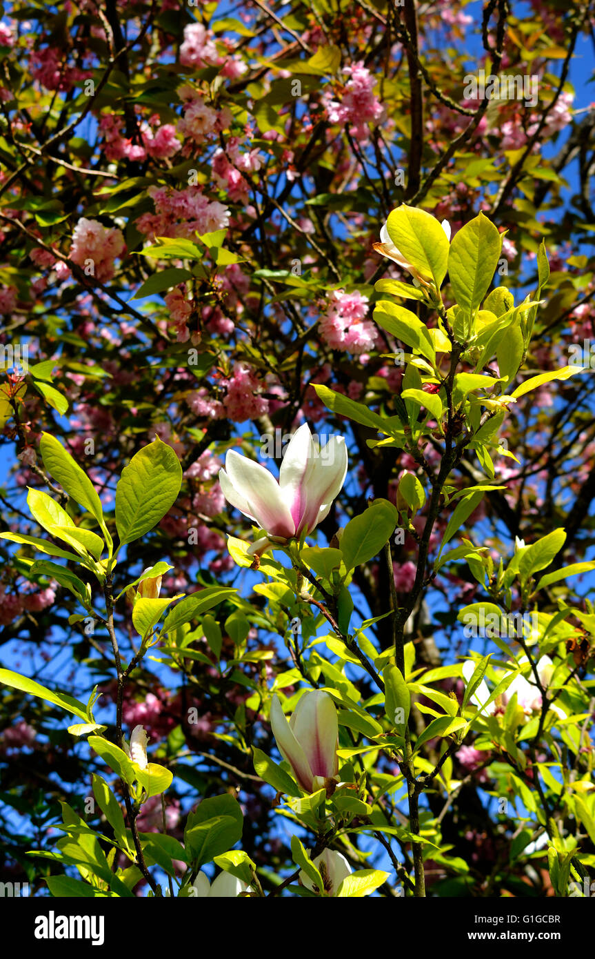 Magnolia flower tree hi-res stock photography and images - Alamy