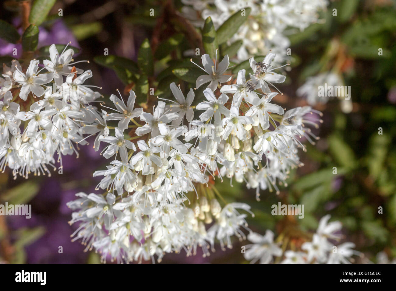 Ledum groenlandicum "Compactum", Labrador Tea Stock Photo - Alamy