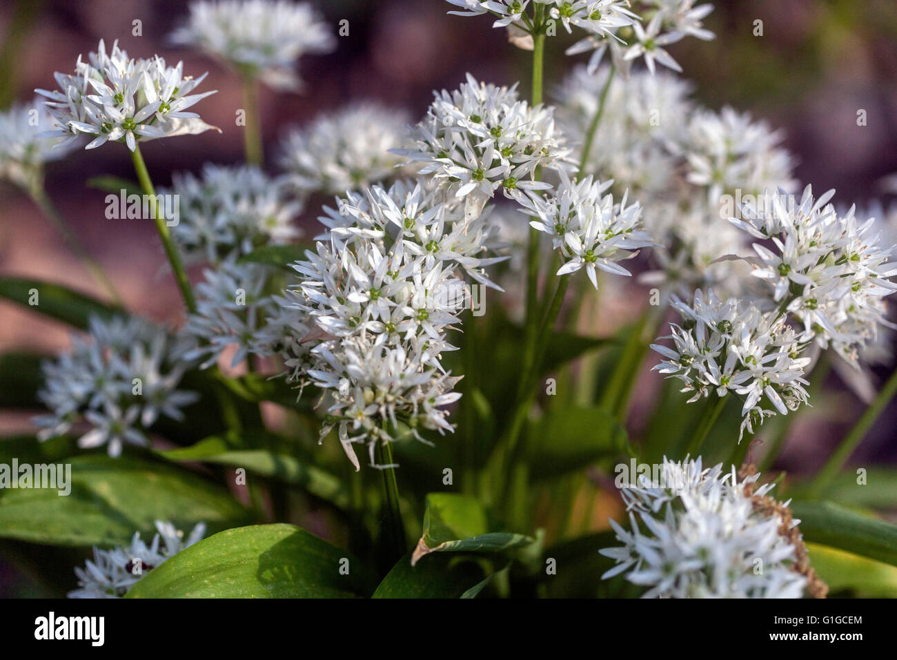 Wild Garlic blossoms, Allium ursinum Stock Photo - Alamy