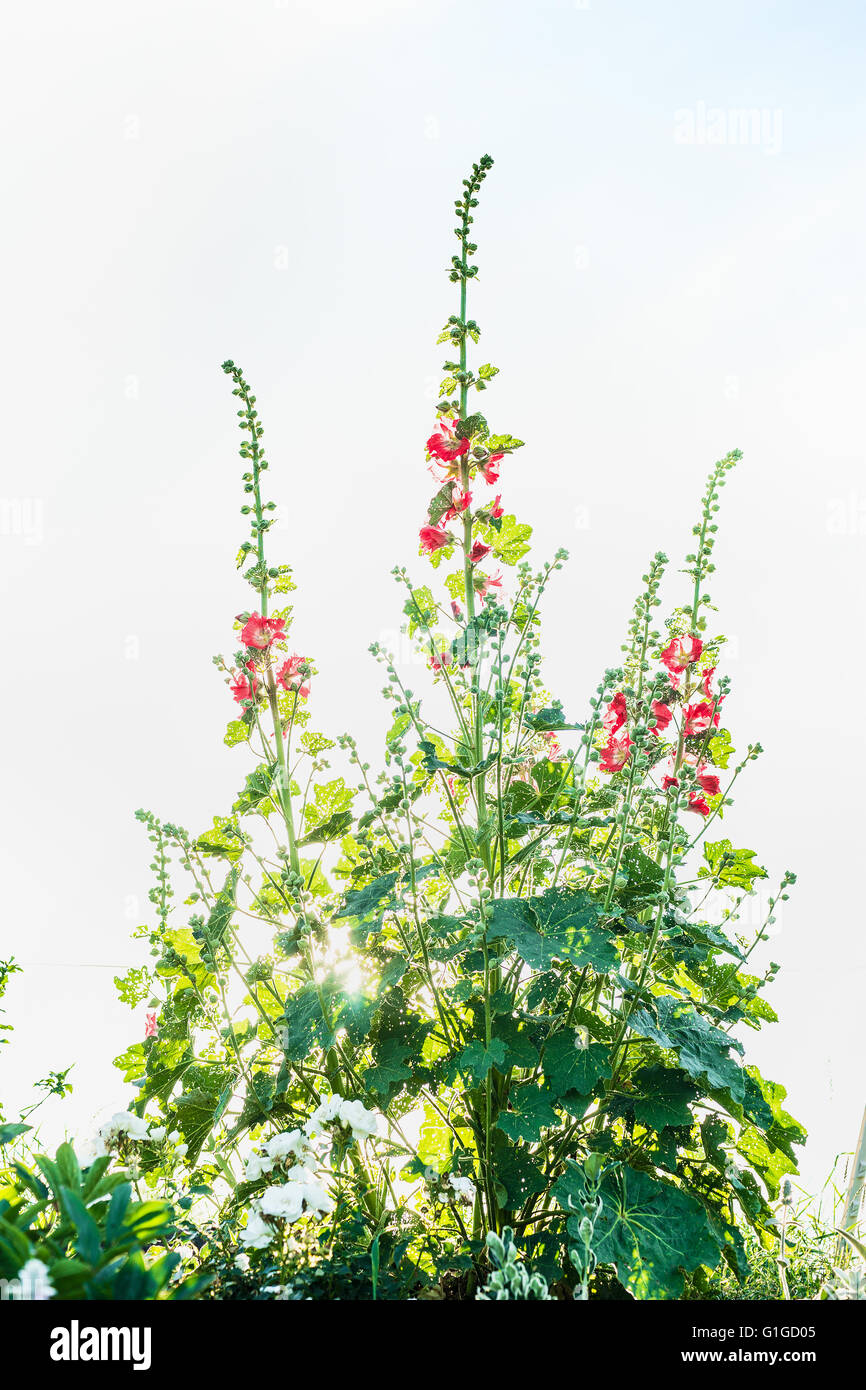 allow garden flowers on light background, outdoor Stock Photo - Alamy