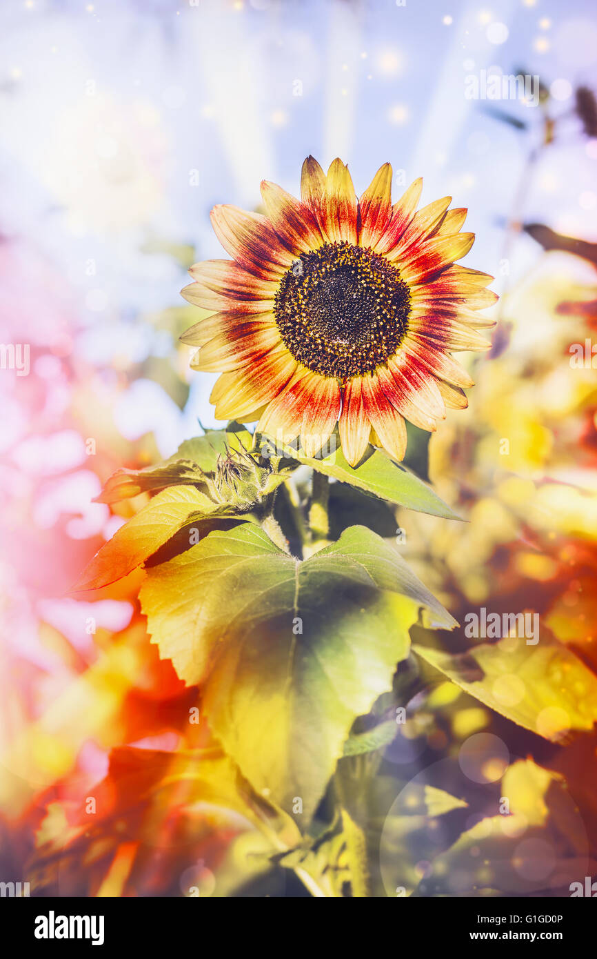 Pretty sunflower in garden Stock Photo - Alamy