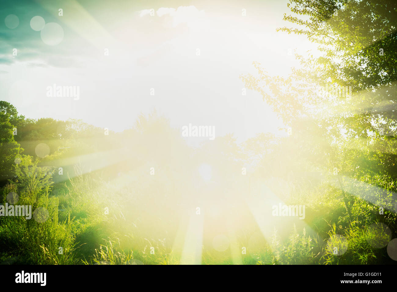 Beautiful summer background with green grass, foliage and sun rays ...