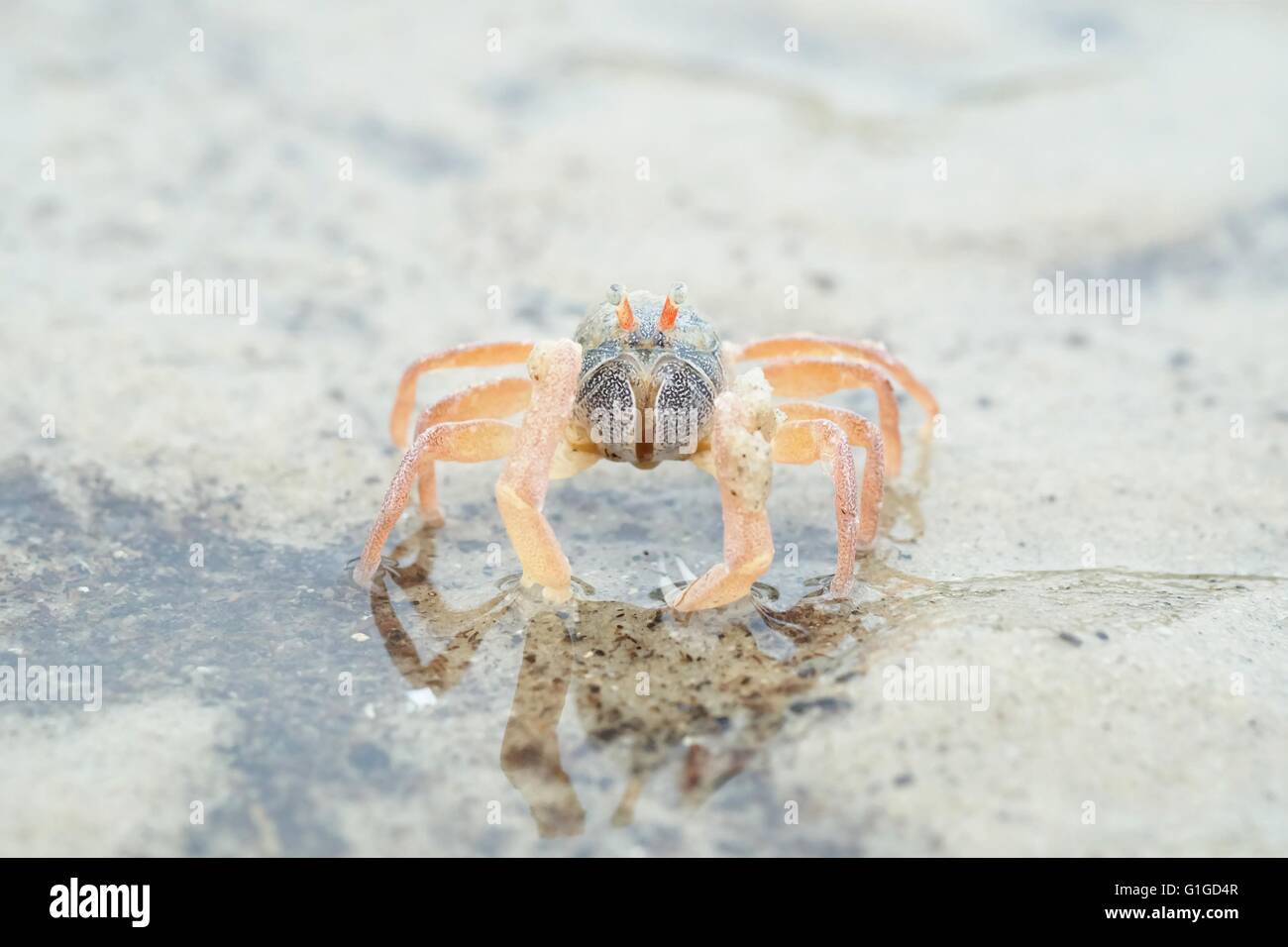 Portrait of a Small Crab Stock Photo - Alamy