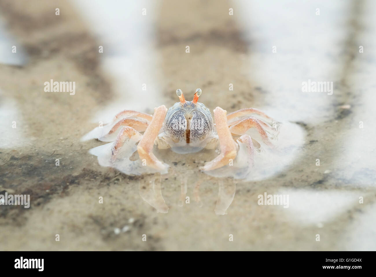 Portrait of a Small Crab Stock Photo - Alamy
