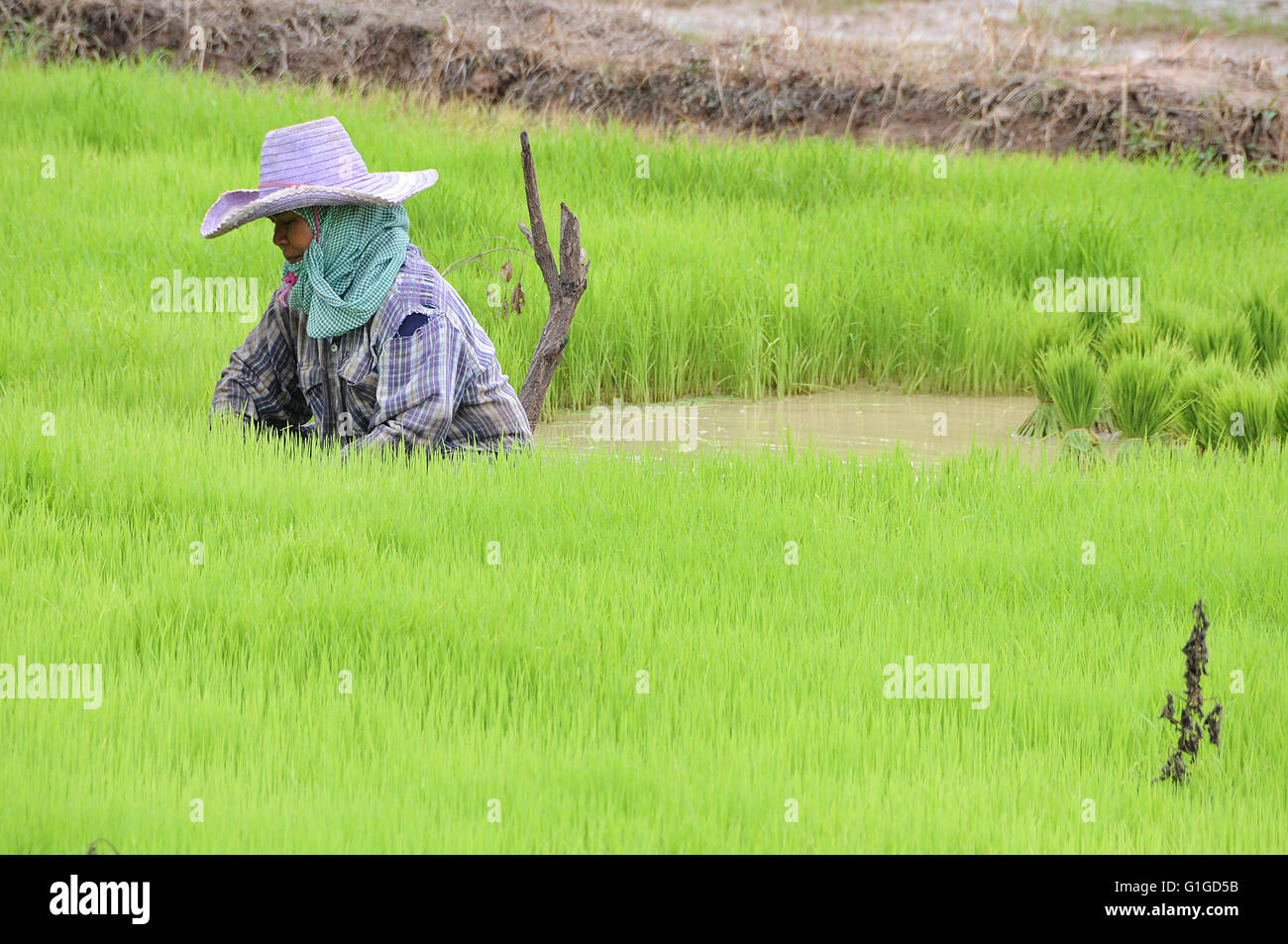 Working in the Rice Fields Stock Photo - Alamy