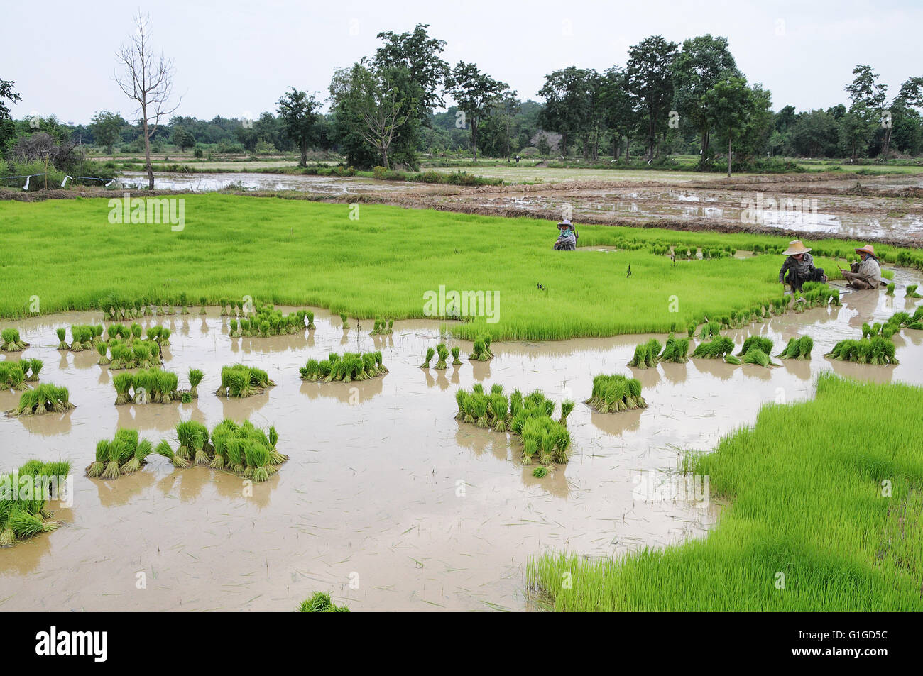 Working in the Rice Fields Stock Photo - Alamy