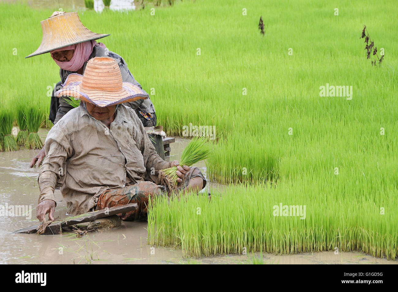 Working in the Rice Fields Stock Photo - Alamy