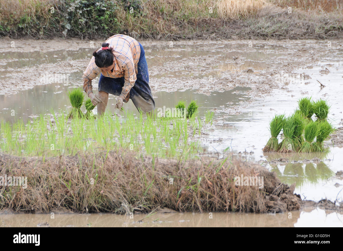 Working in the Rice Fields Stock Photo - Alamy