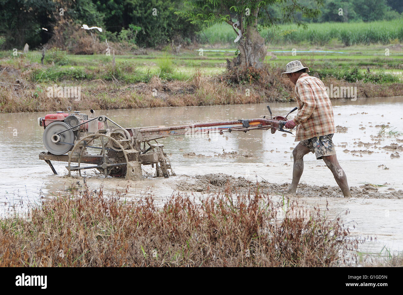 Working in the Rice Fields Stock Photo - Alamy
