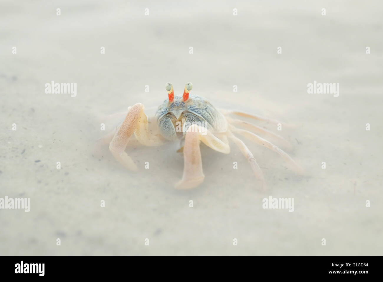 Portrait of a Small Crab Stock Photo - Alamy