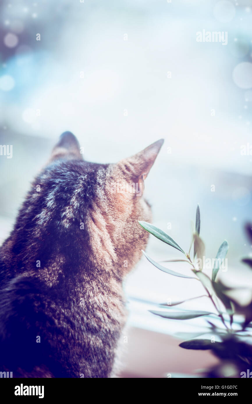 cat looking out the window , rear view Stock Photo - Alamy
