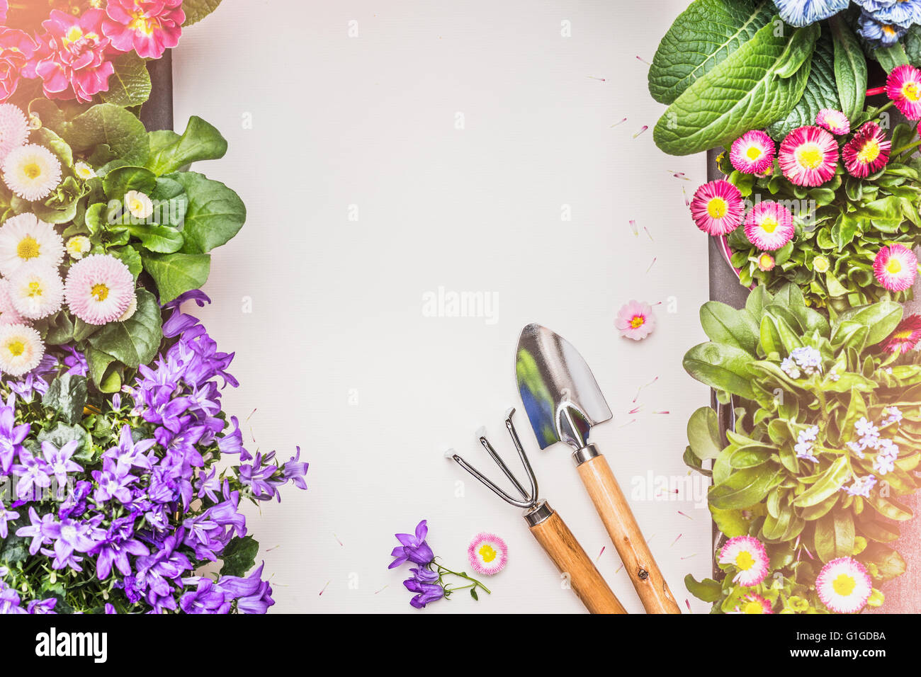 Gardening background with various garden flowers and tools on gray ...