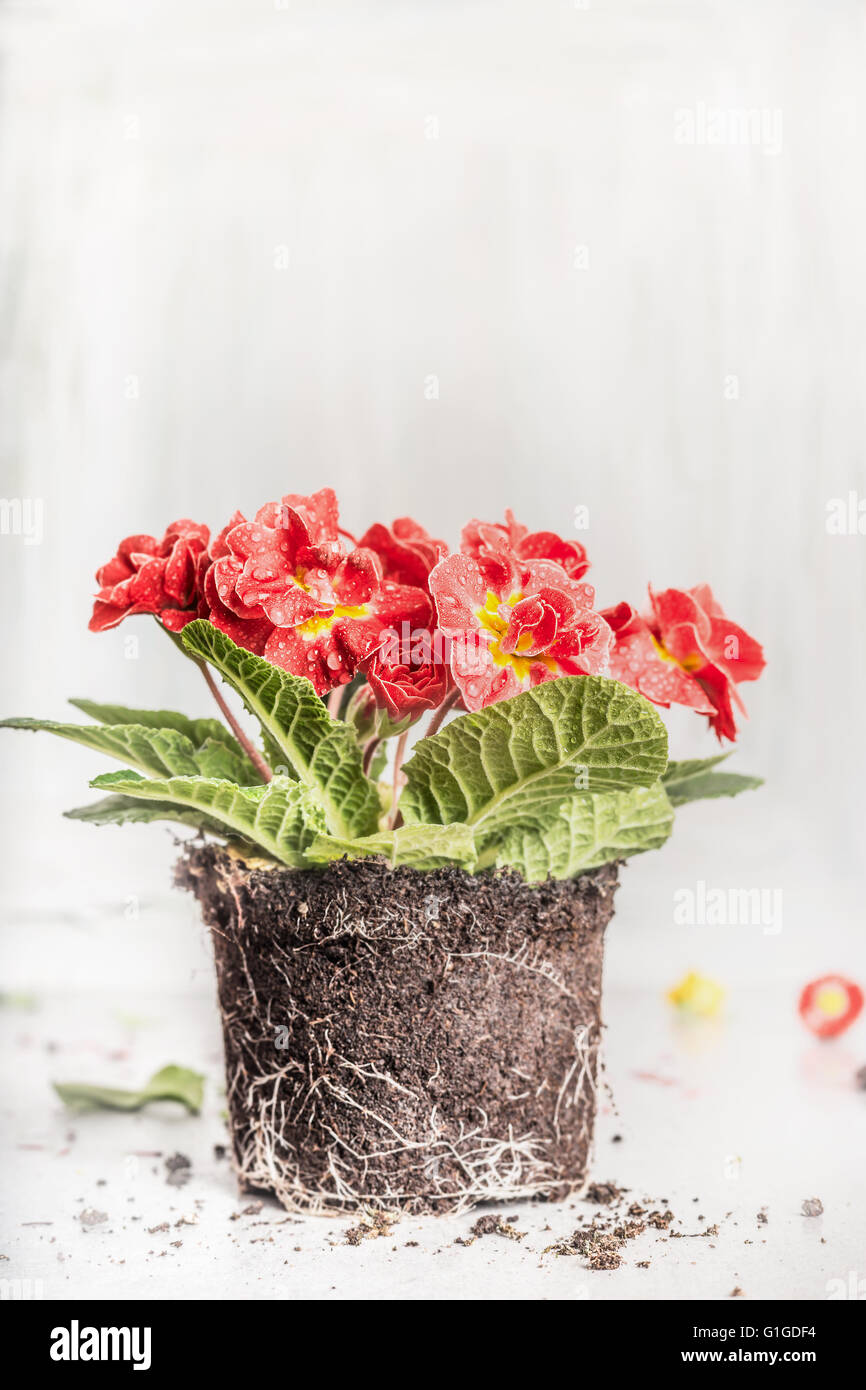 Light soil hi-res stock photography and images - Alamy