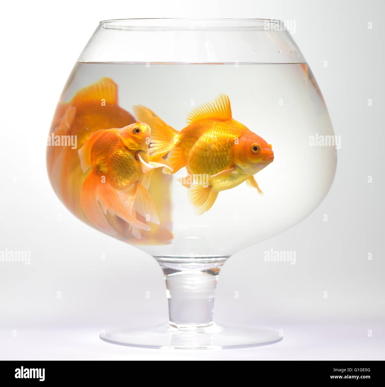 Tree Goldfishs in aquarium isolated on a white background Stock Photo ...