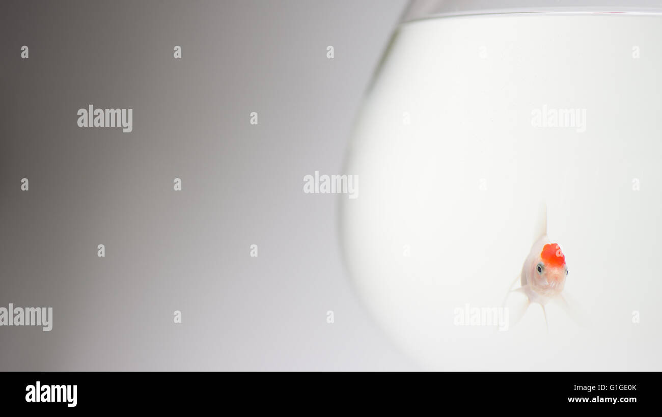 Cute fish on transparent background hi-res stock photography and images ...