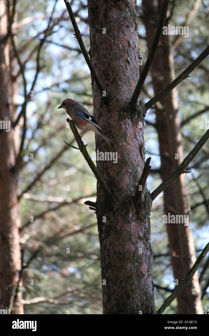ordinary wild jay bird rest on pine tree in morning forest Stock Photo ...
