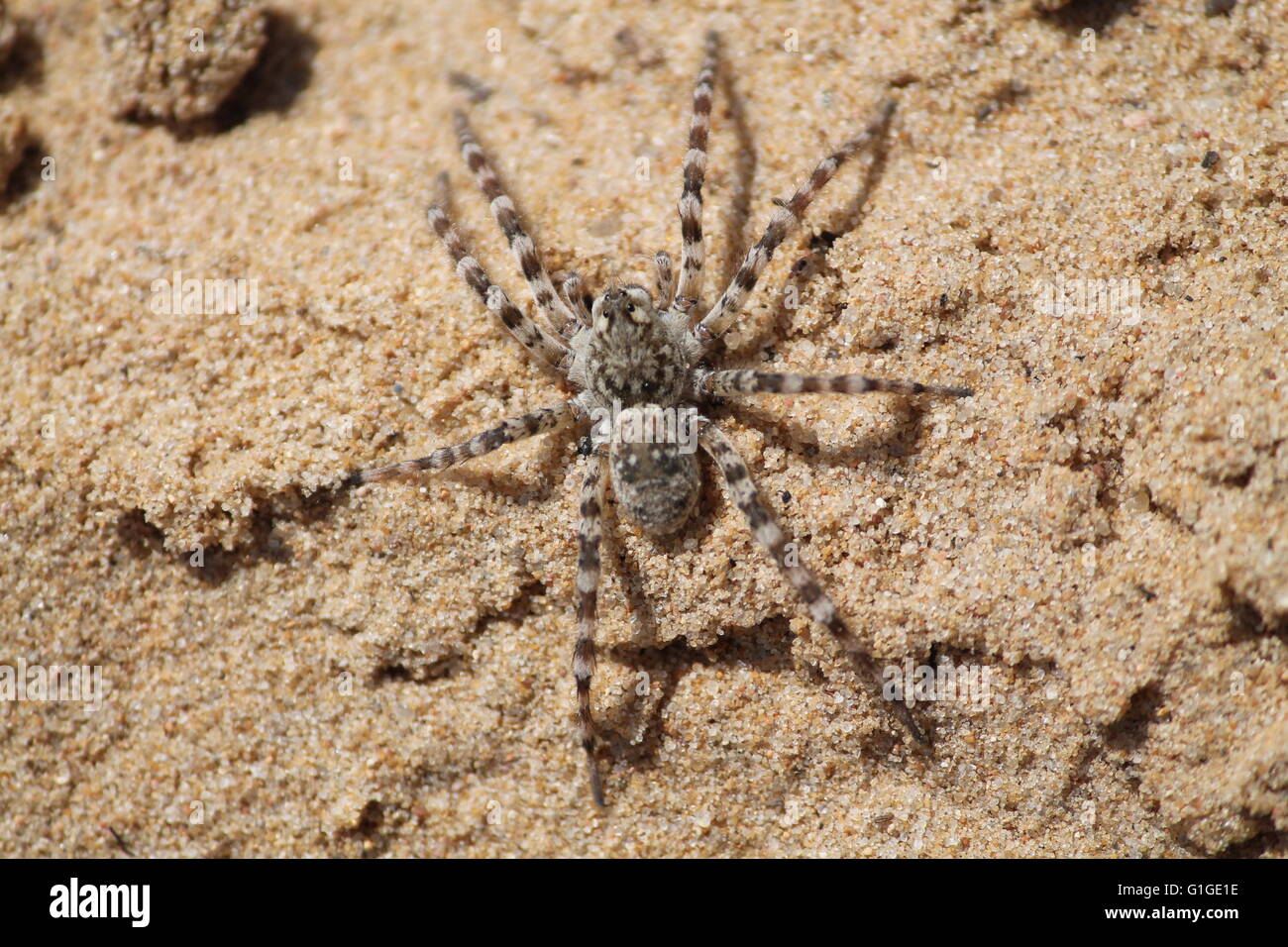 big gray with stripes spider warms on yellow sand of the beach Stock ...