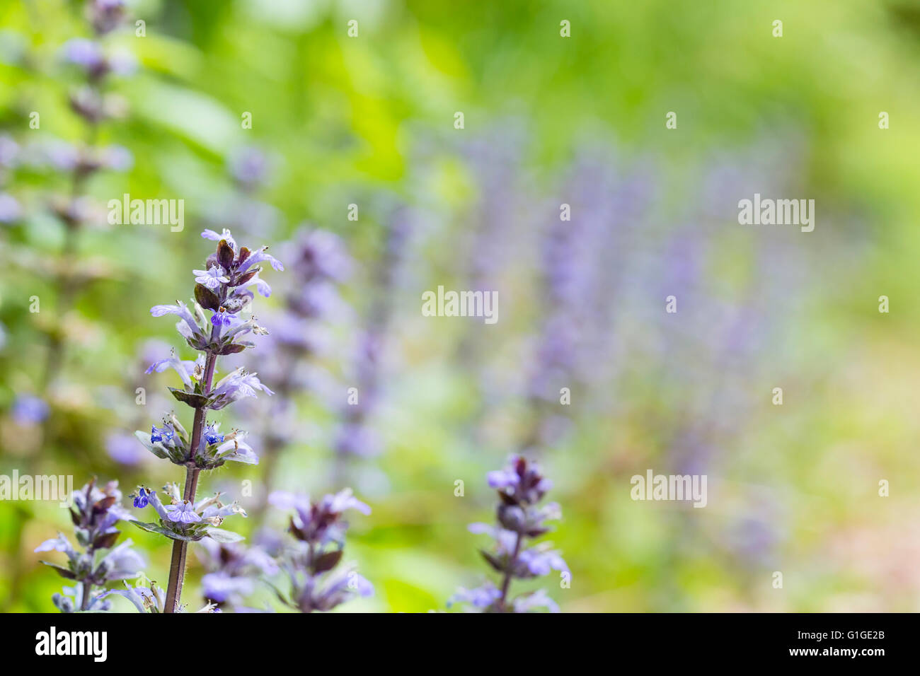 Bugle flowers hi-res stock photography and images - Alamy