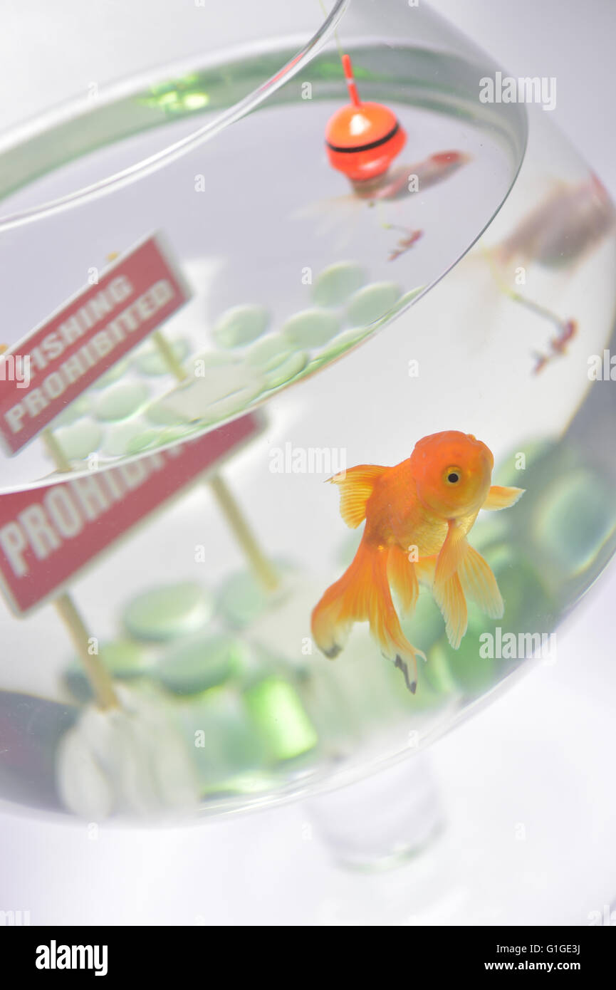 Maggots fish food hi-res stock photography and images - Alamy