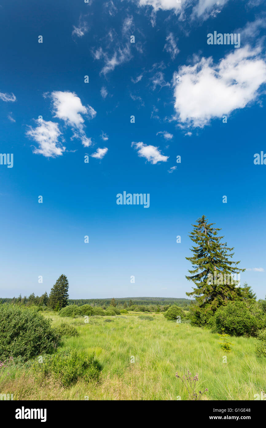 Wide bog landscape with some trees in the High Fens, Eifel, Belgium ...