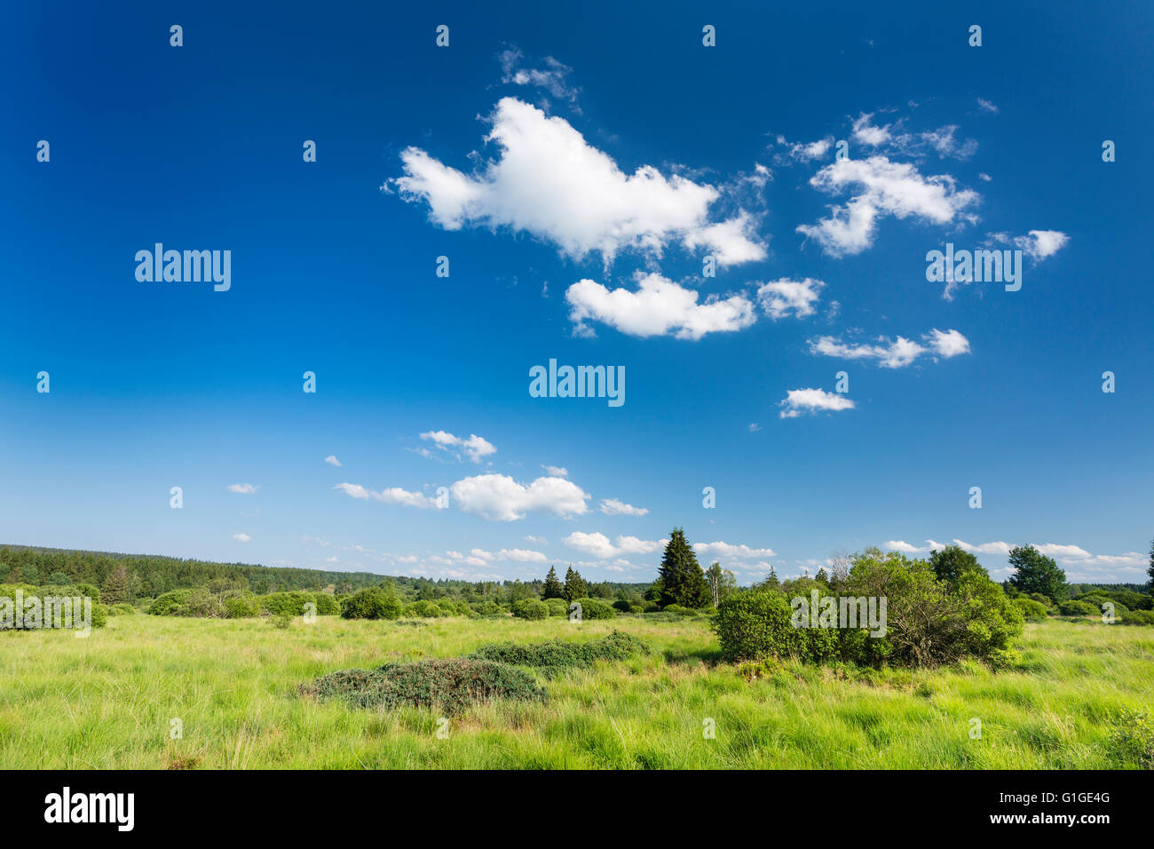 Wide green bog landscape with some trees in the High Fens, Eifel ...