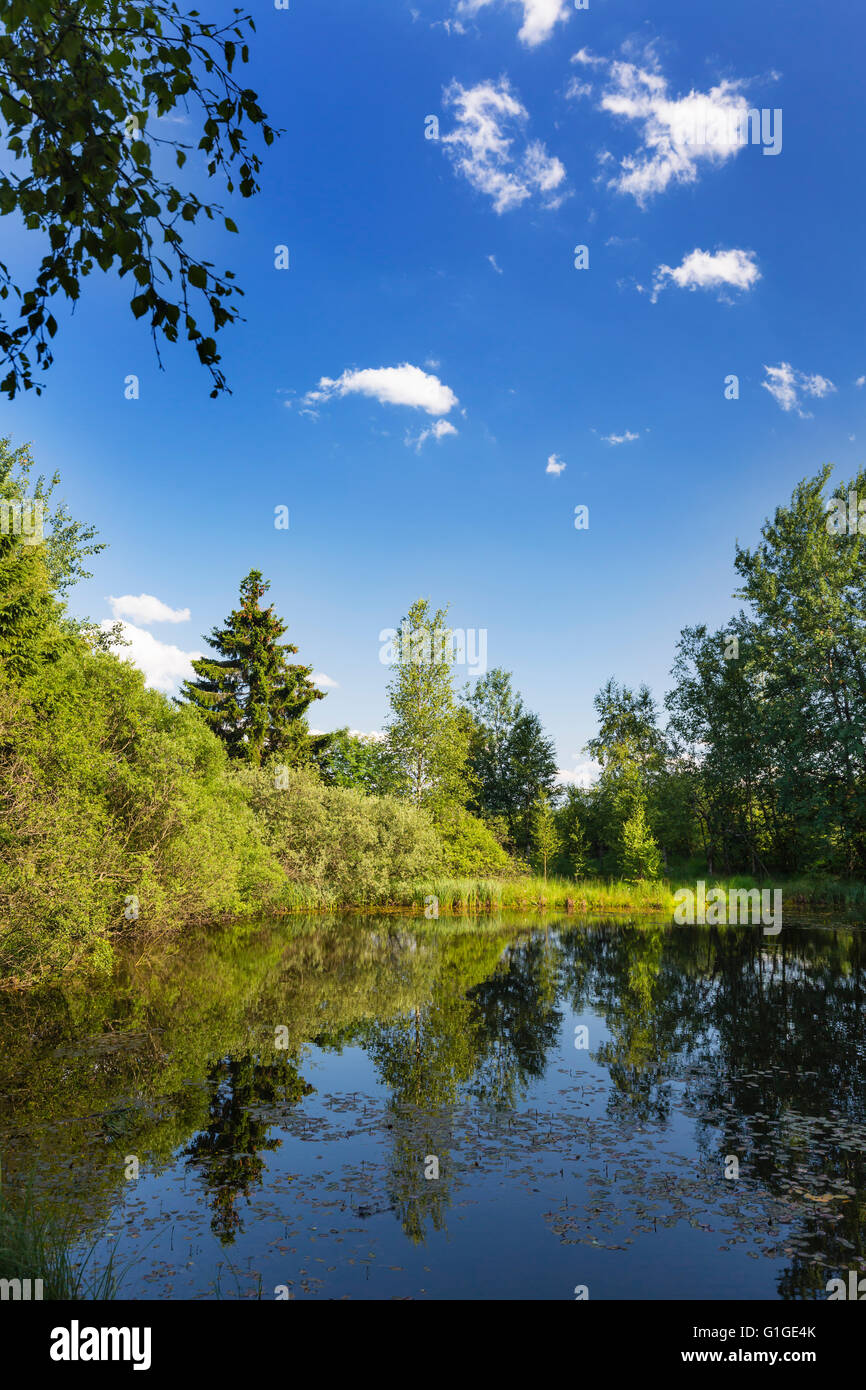 A beautiful lake in swamp landscape surrounded by trees in the High ...