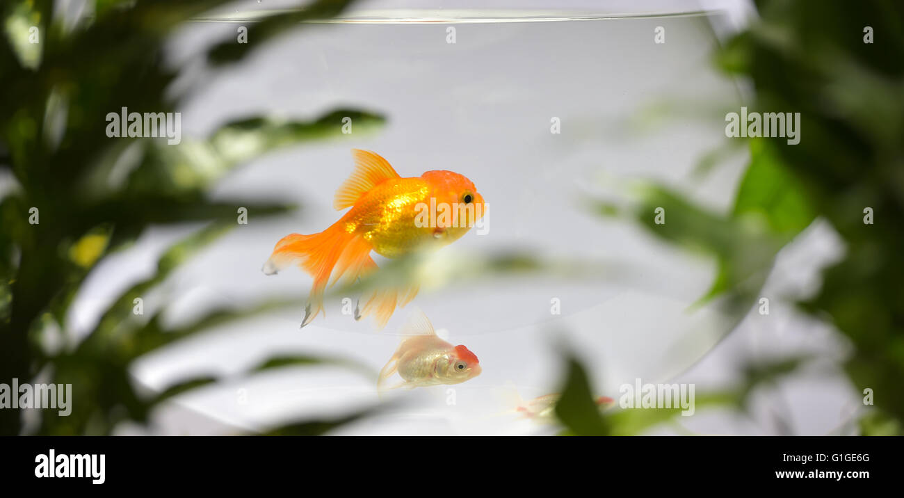 Goldfish in aquarium isolated on white background Stock Photo - Alamy