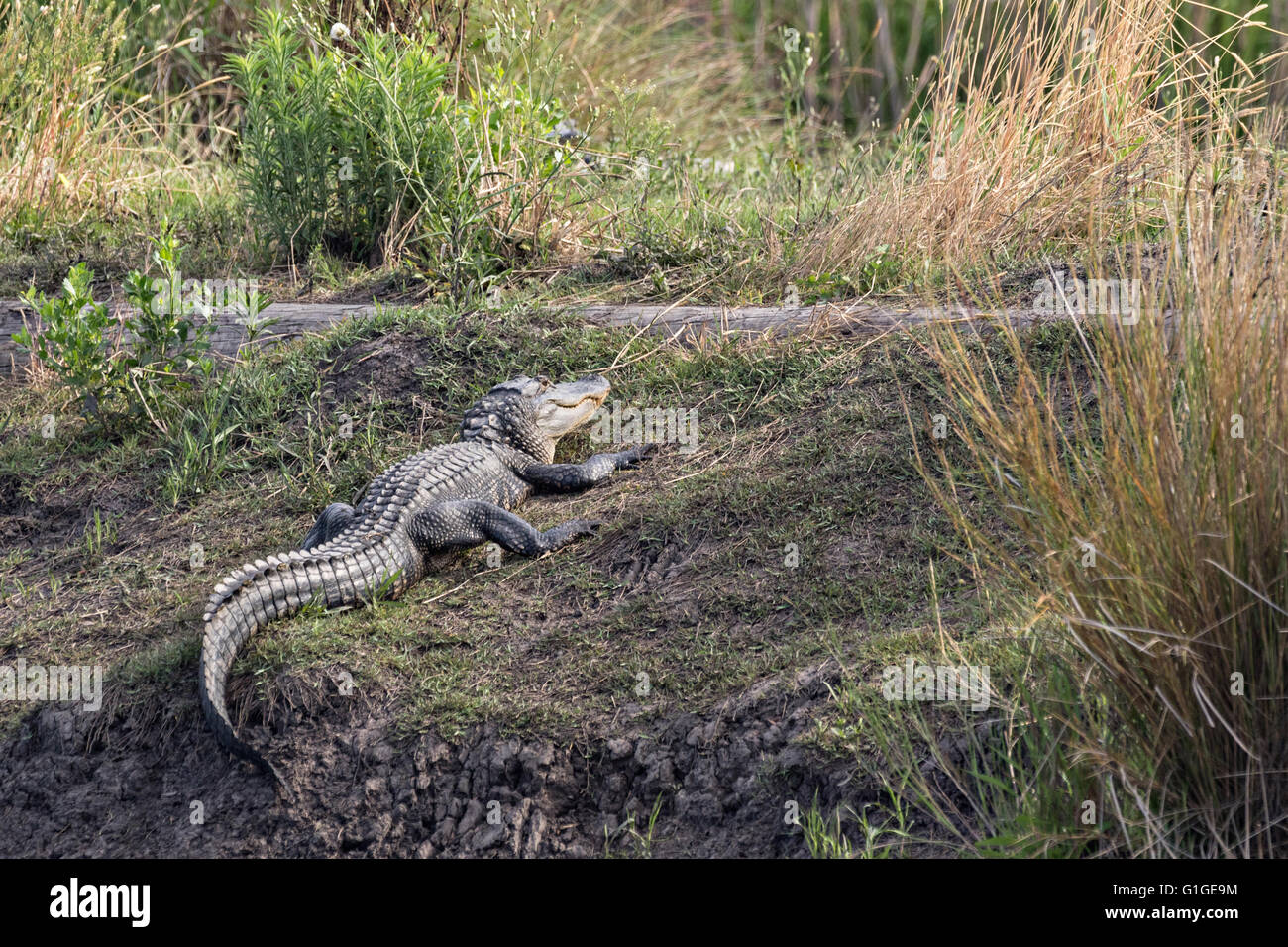 An American alligator on the bank along a path waiting for prey in the ...