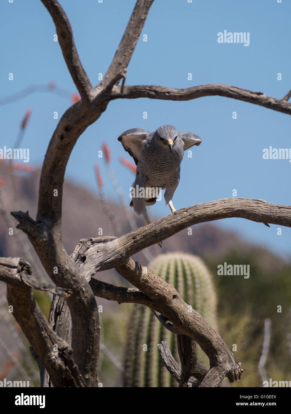 Peregrine falcon (Falco peregrinus), Arizona-Sonora Desert Museum ...
