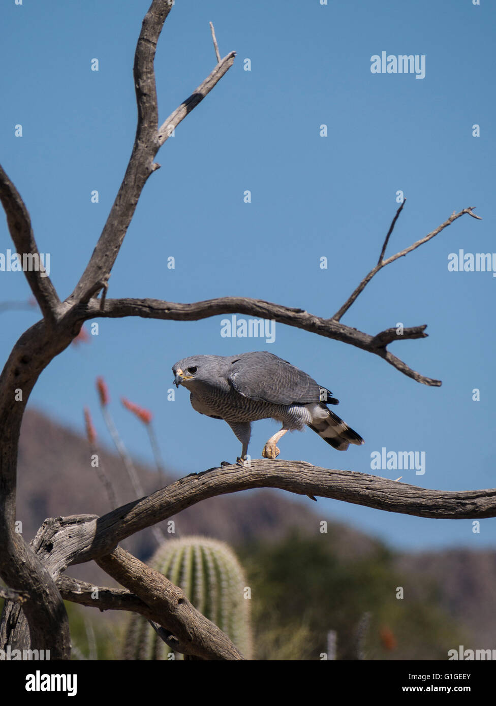 Peregrine falcon (Falco peregrinus), Arizona-Sonora Desert Museum ...