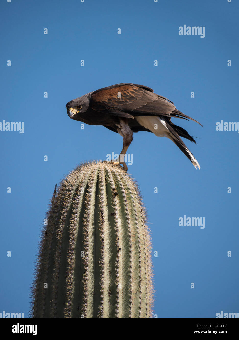Harris hawk desert hi-res stock photography and images - Alamy