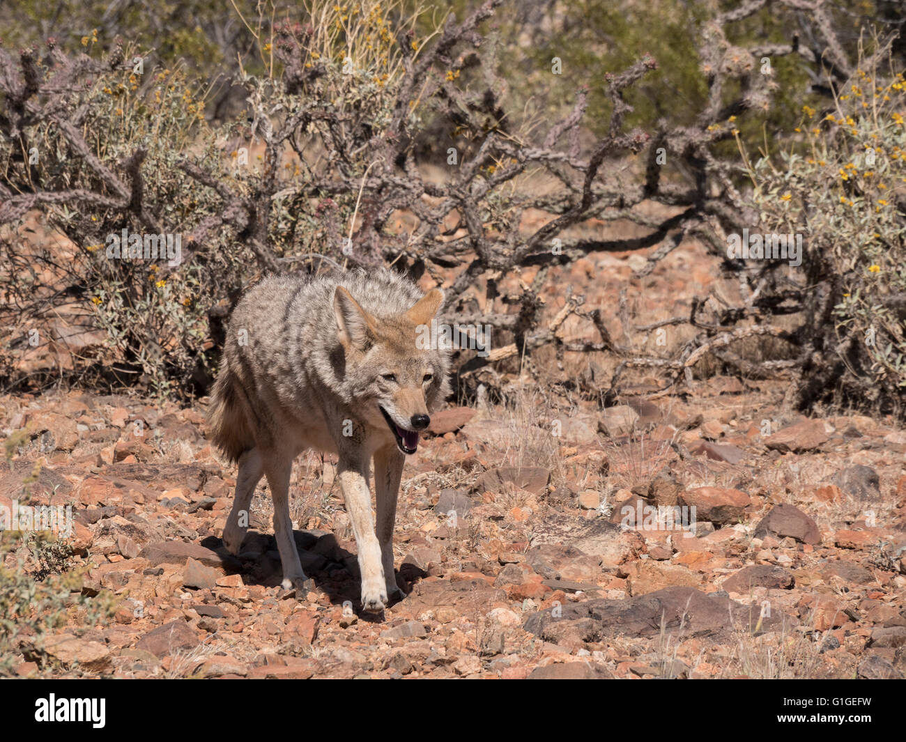 Canis latrans arizona hi-res stock photography and images - Alamy
