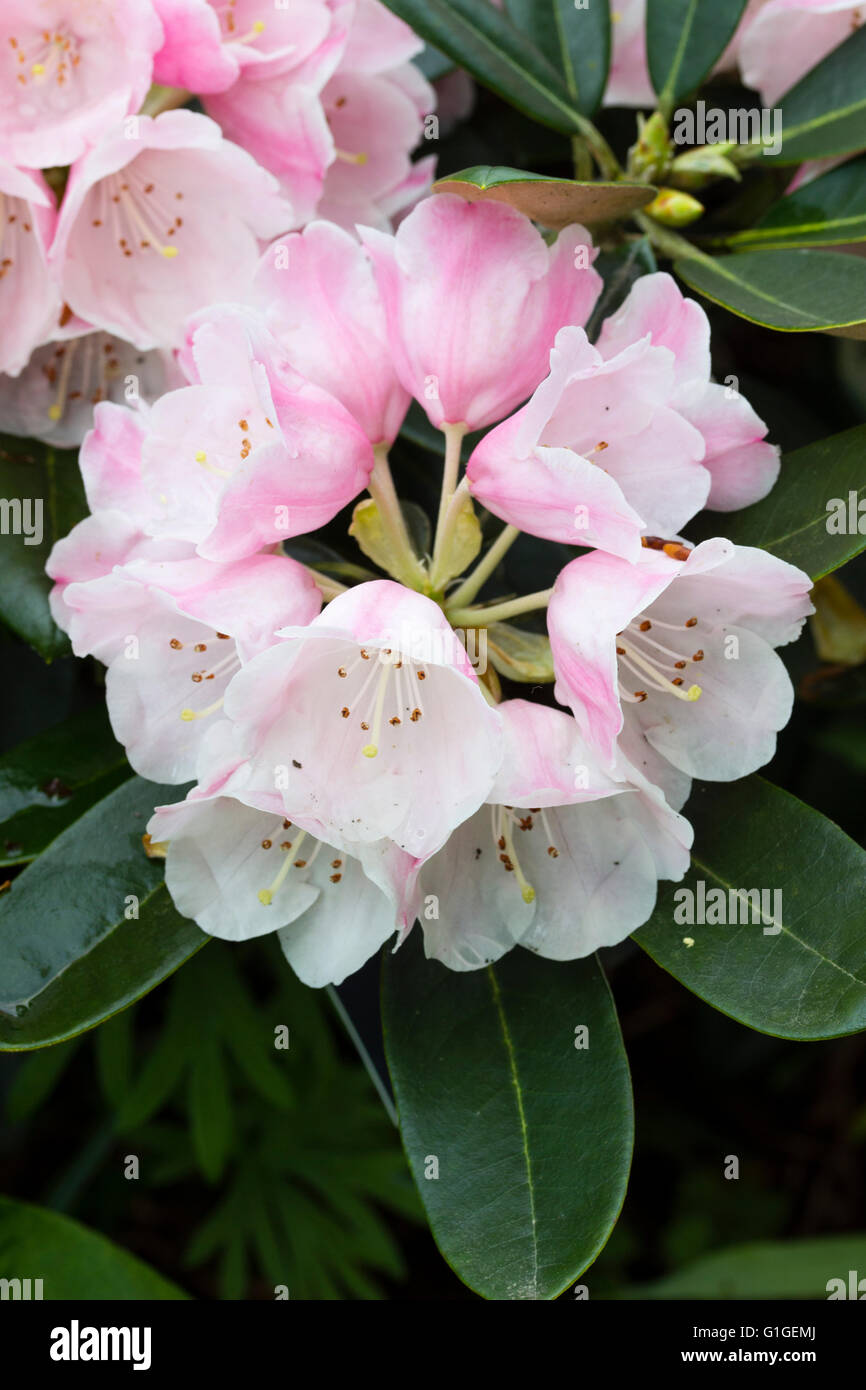 Rhododendron glendoick silver hi-res stock photography and images - Alamy