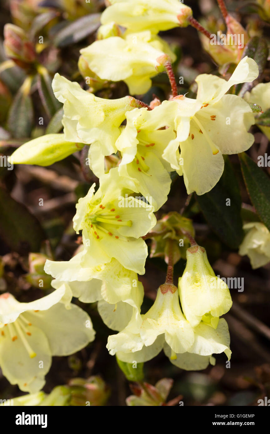 Yellow spring flowers of the compact evergreen shrub, Rhododendron ...