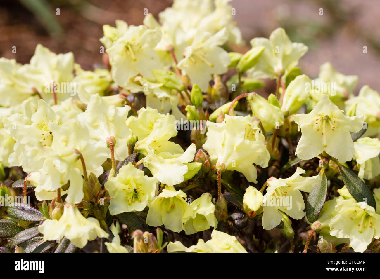 Yellow spring flowers of the compact evergreen shrub, Rhododendron ...