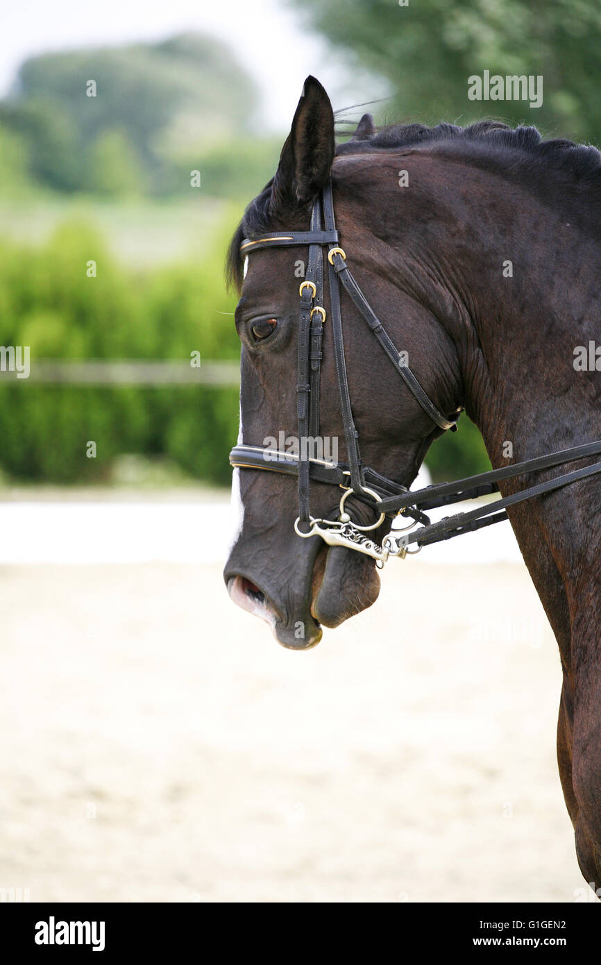 Face of a beautiful purebred racehorse on dressage training Stock Photo ...