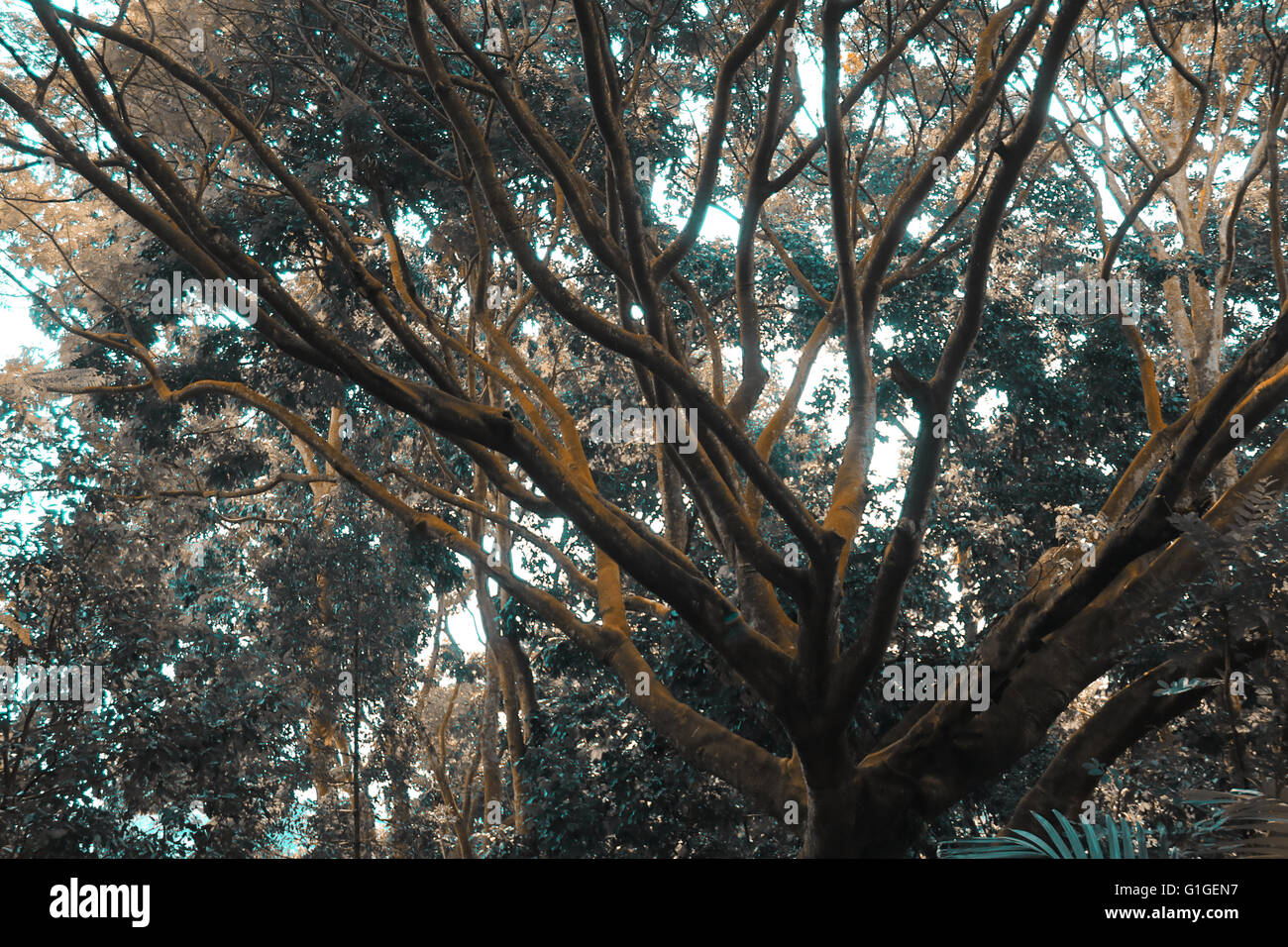 the mother of trees Stock Photo - Alamy