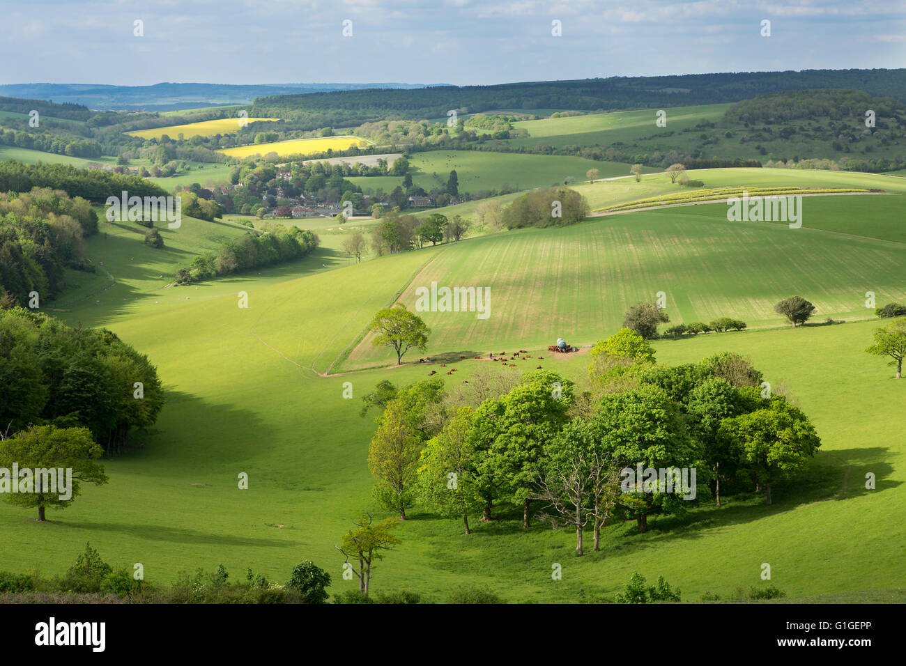 Early summer in the South Downs of England. Rolling green chalk hills ...