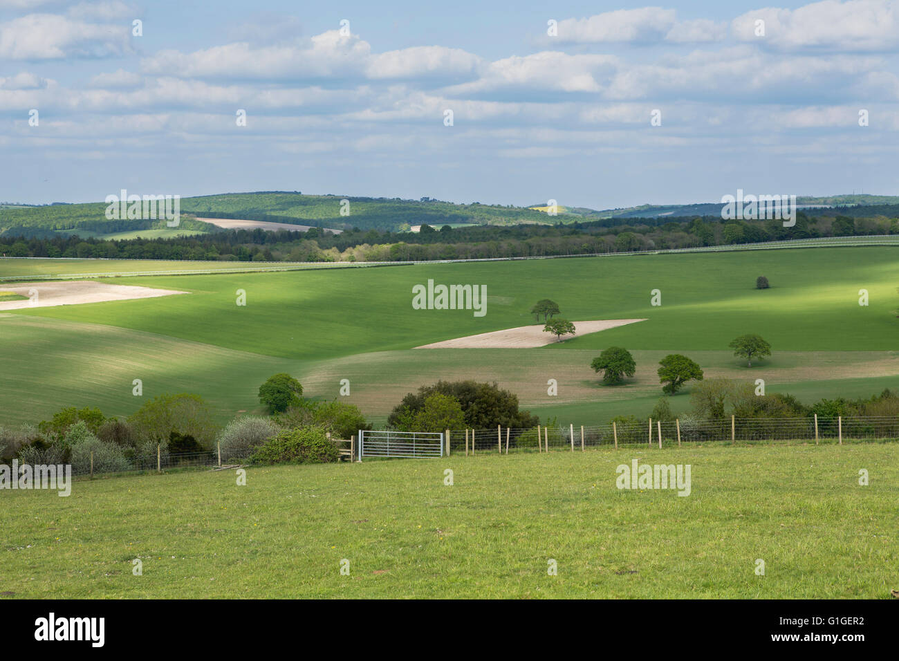 Early summer in the South Downs of England. Rolling green chalk hills ...