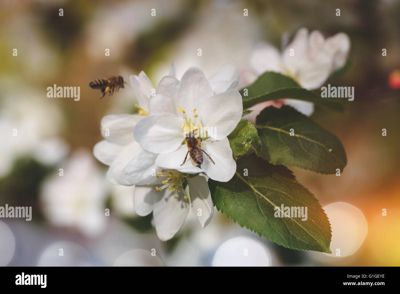 Bees collect pollen from apple tree. Close up of two bees hovering and ...