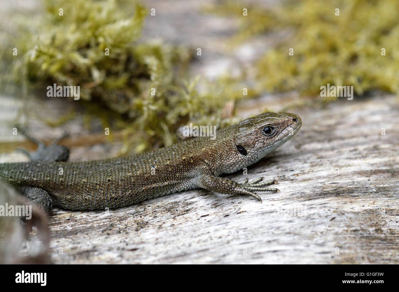 Basking reptile hi-res stock photography and images - Alamy