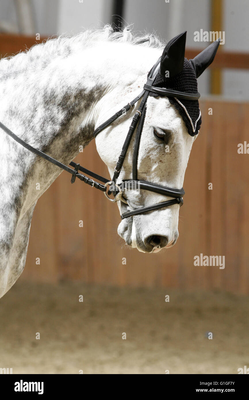 Face of a beautiful purebred racehorse on dressage training Stock Photo ...