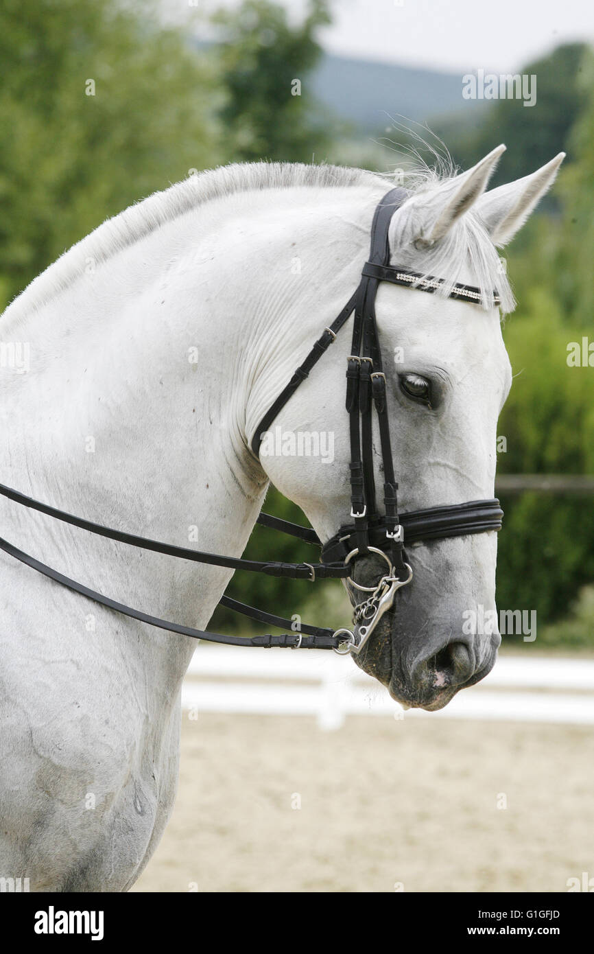 Dressage Horse Head