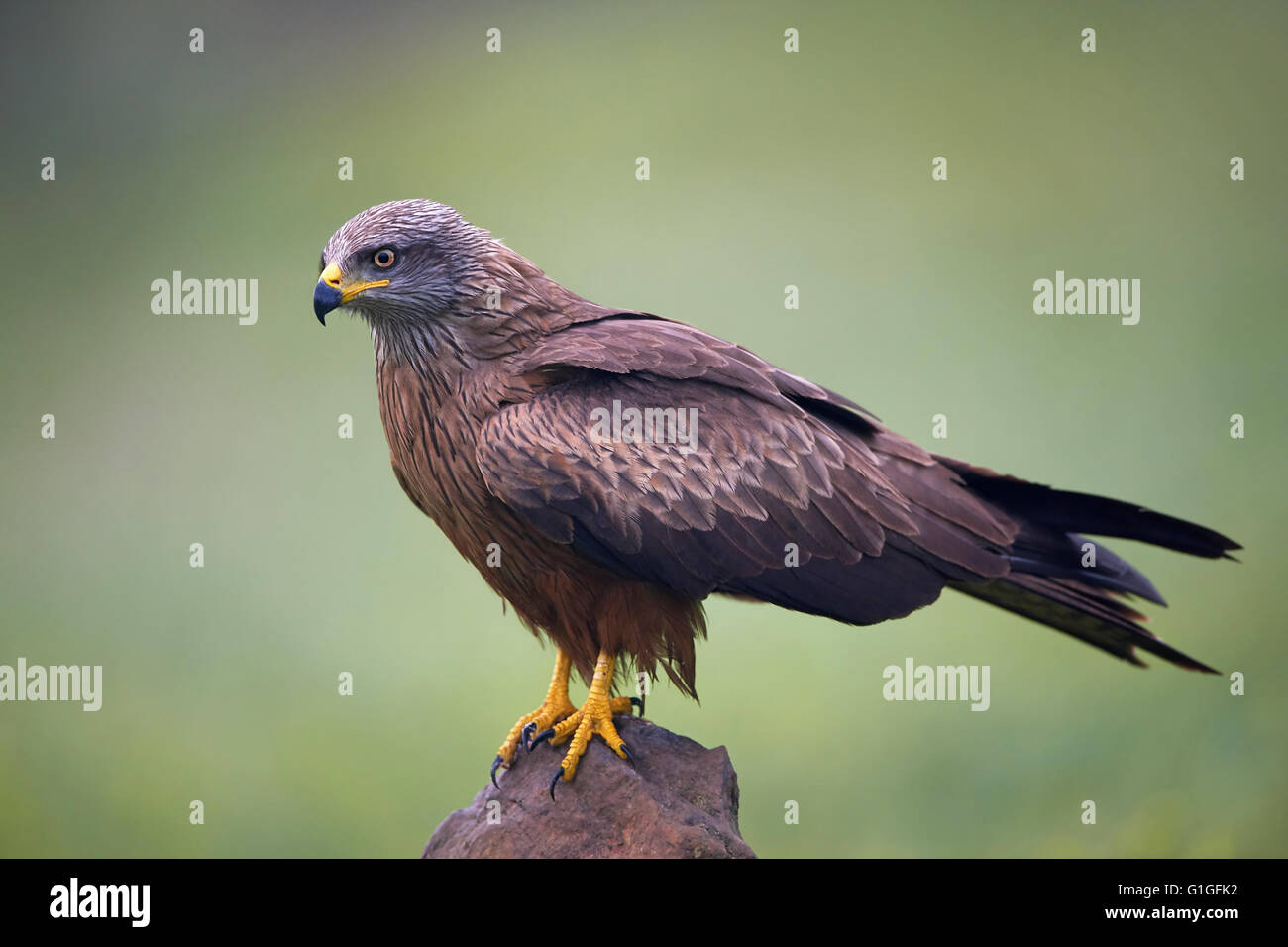 Black kite habitat hi-res stock photography and images - Alamy