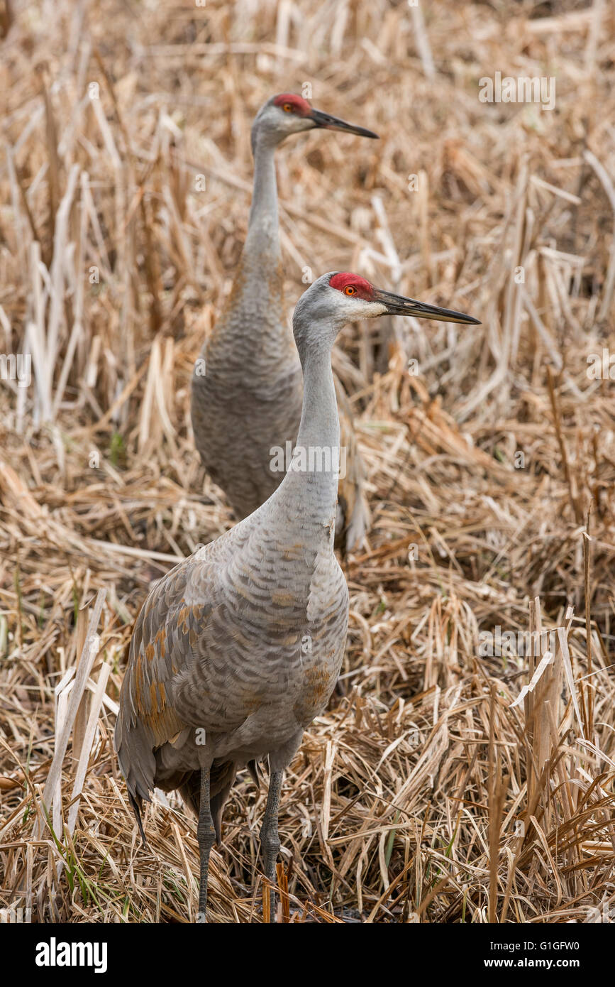 Two Sandhill Cranes Grus canadensis in Cattail Marsh, early Spring ...