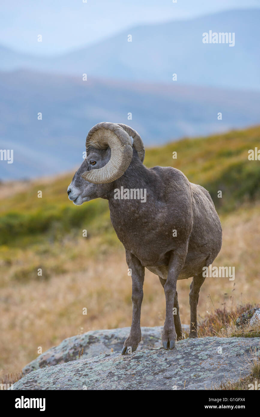 Portrait ram male sheep hi-res stock photography and images - Alamy