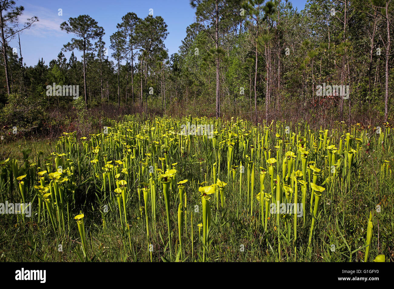 Carnivorous Plant Yellow or Trumpet Pitcher Plants Sarracenia flava var ...