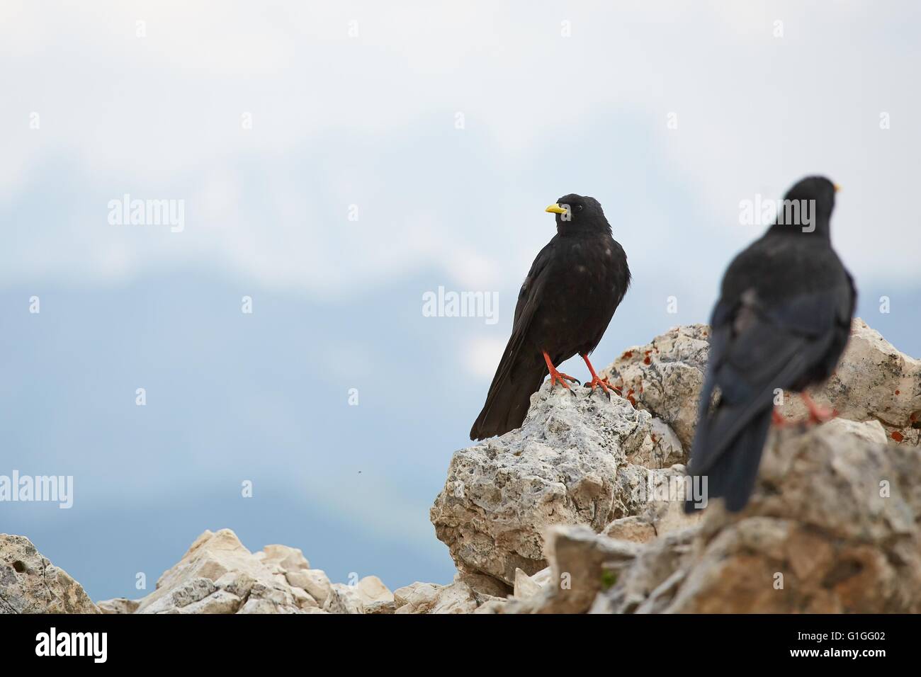 Corvus on rock mountain hi-res stock photography and images - Alamy
