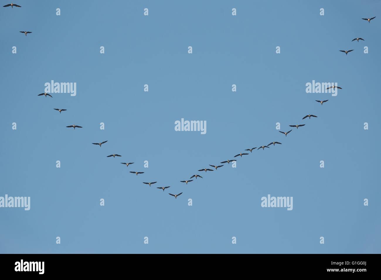 Geese Flying in Formation Stock Photo - Alamy
